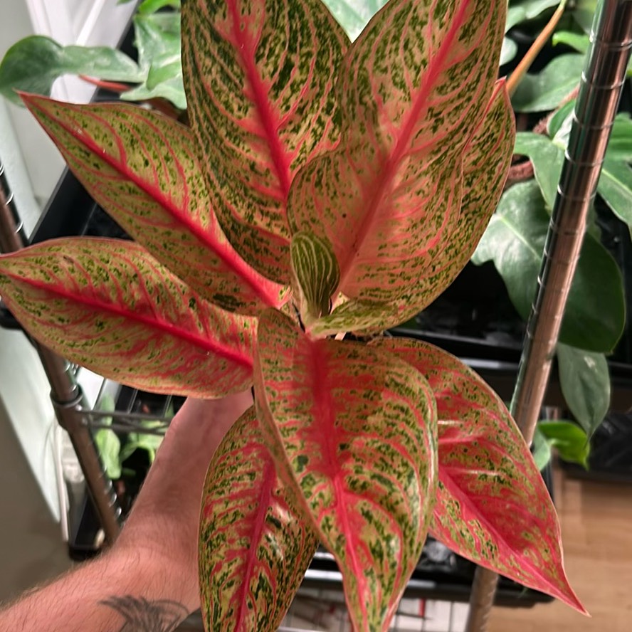 Red Legacy 0366