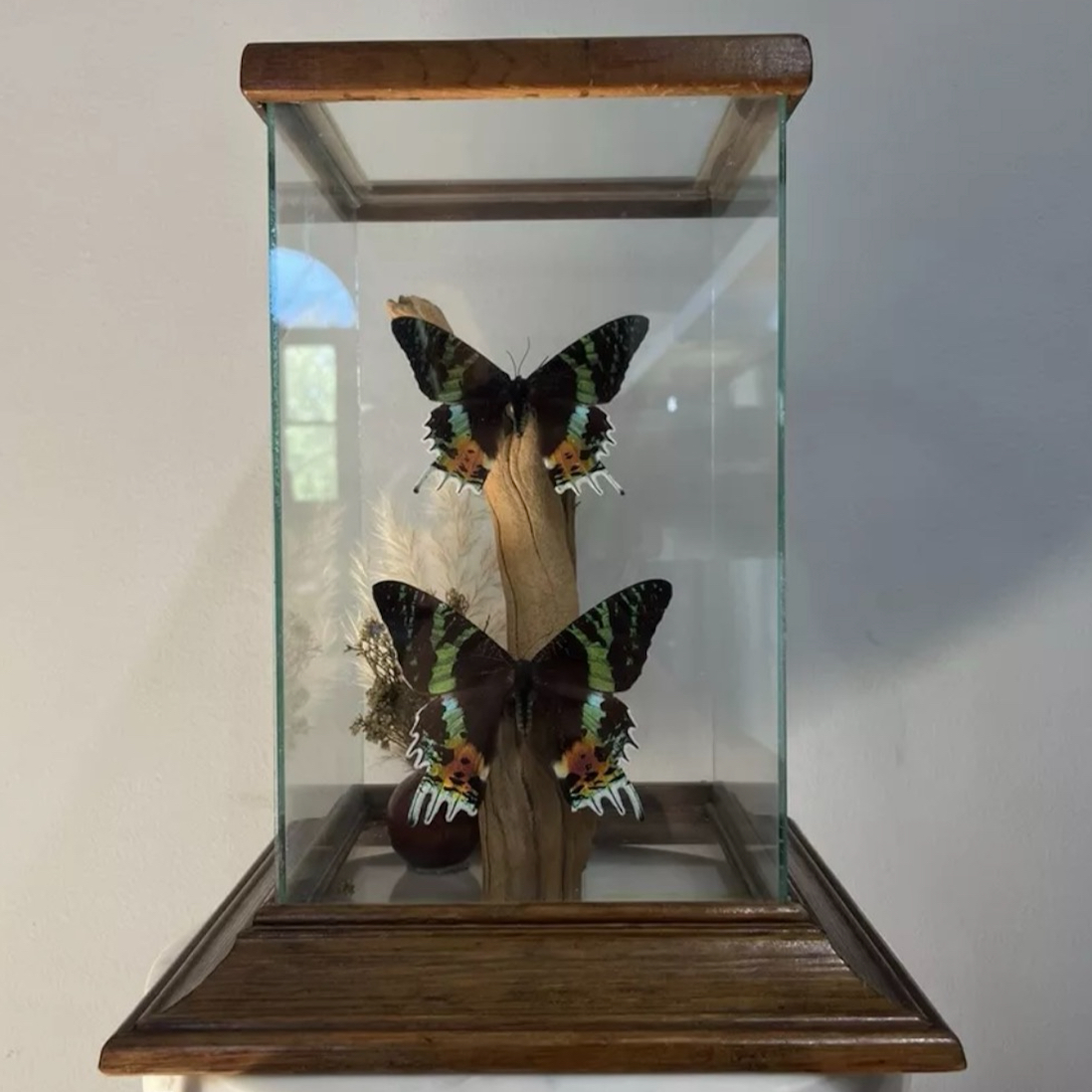 Vintage Taxidermy Madagascan Sunset Moths Specimen Terrarium Wood Glass ...