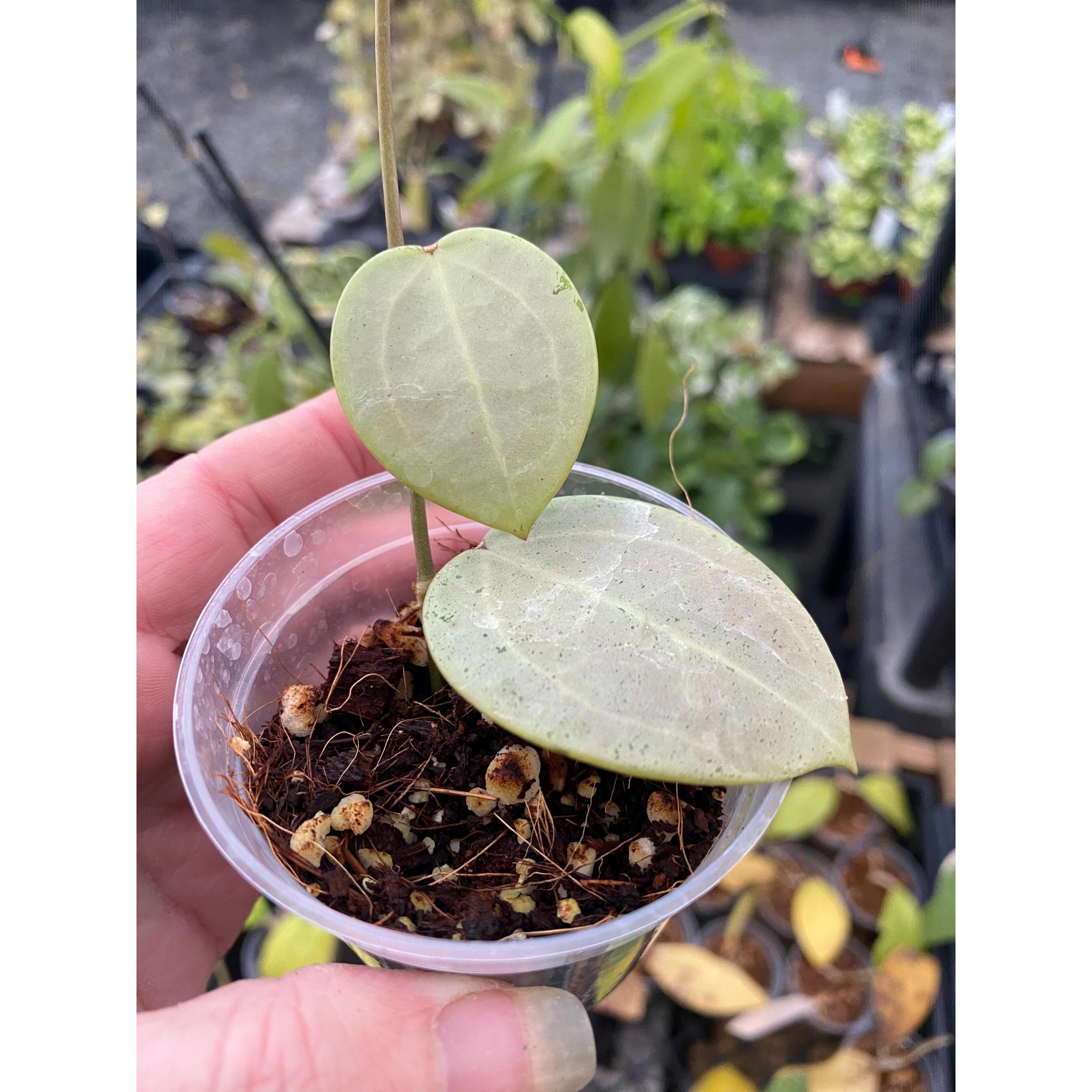 Verticillata Silver Heart Hoya