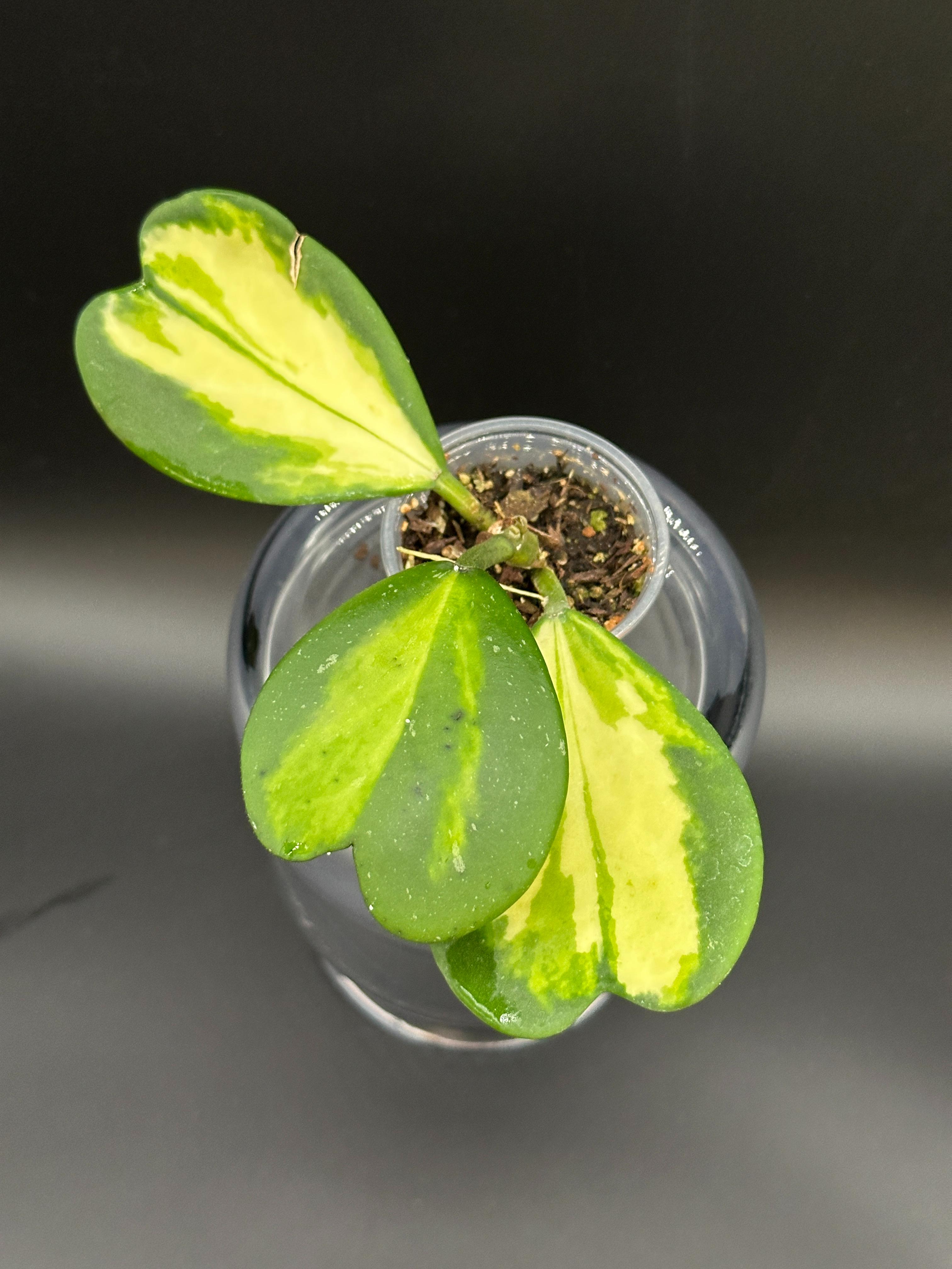 Hoya kerrii inner variegated