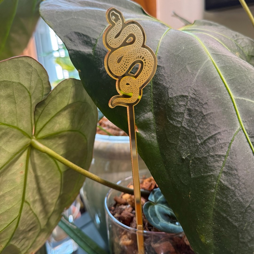 Golden Serpent Plant Stem Support