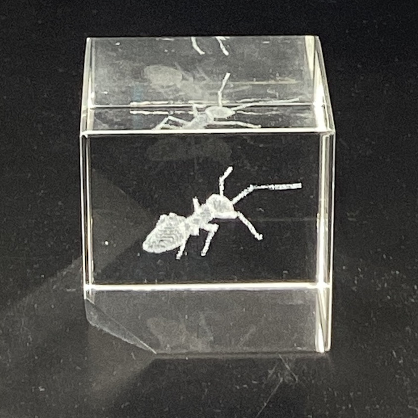 Etched Glass Ant Paperweight with Case