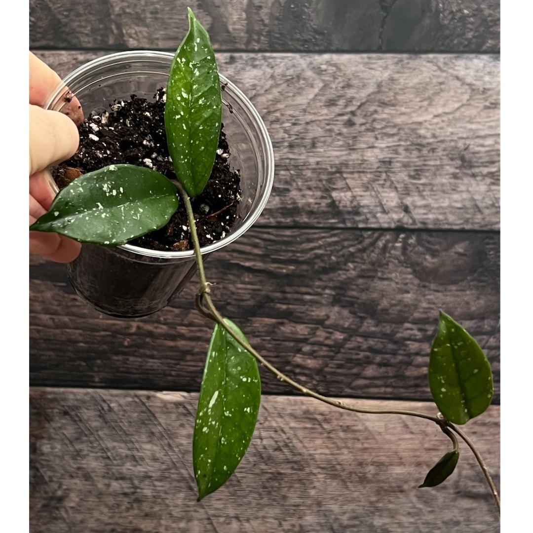 Hoya SMS ‘Wildflower’