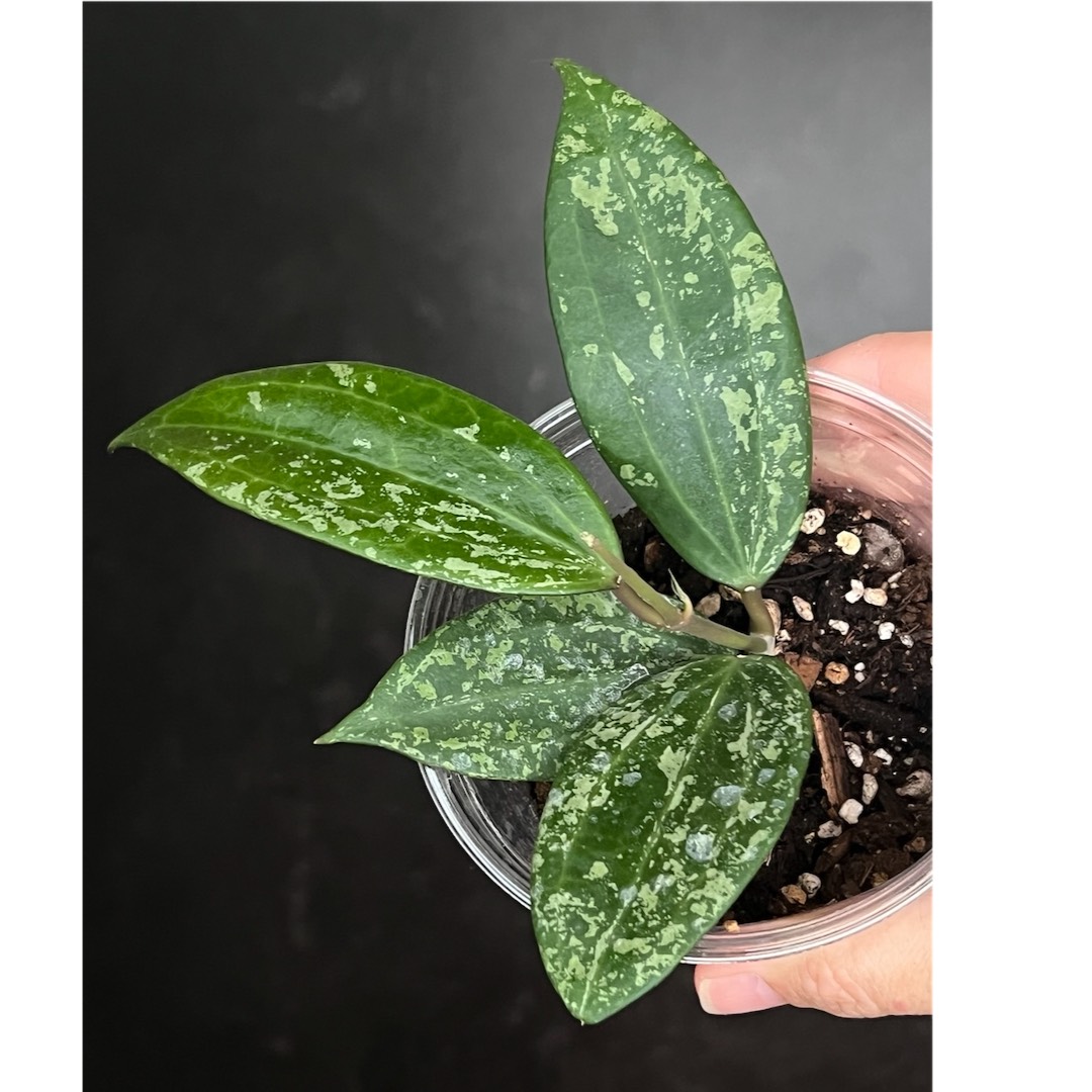 Hoya latifolia ‘Rangsan’ (Splash)