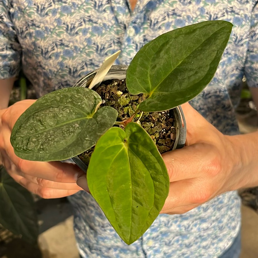 Pure Long Bullet Pap Seedling