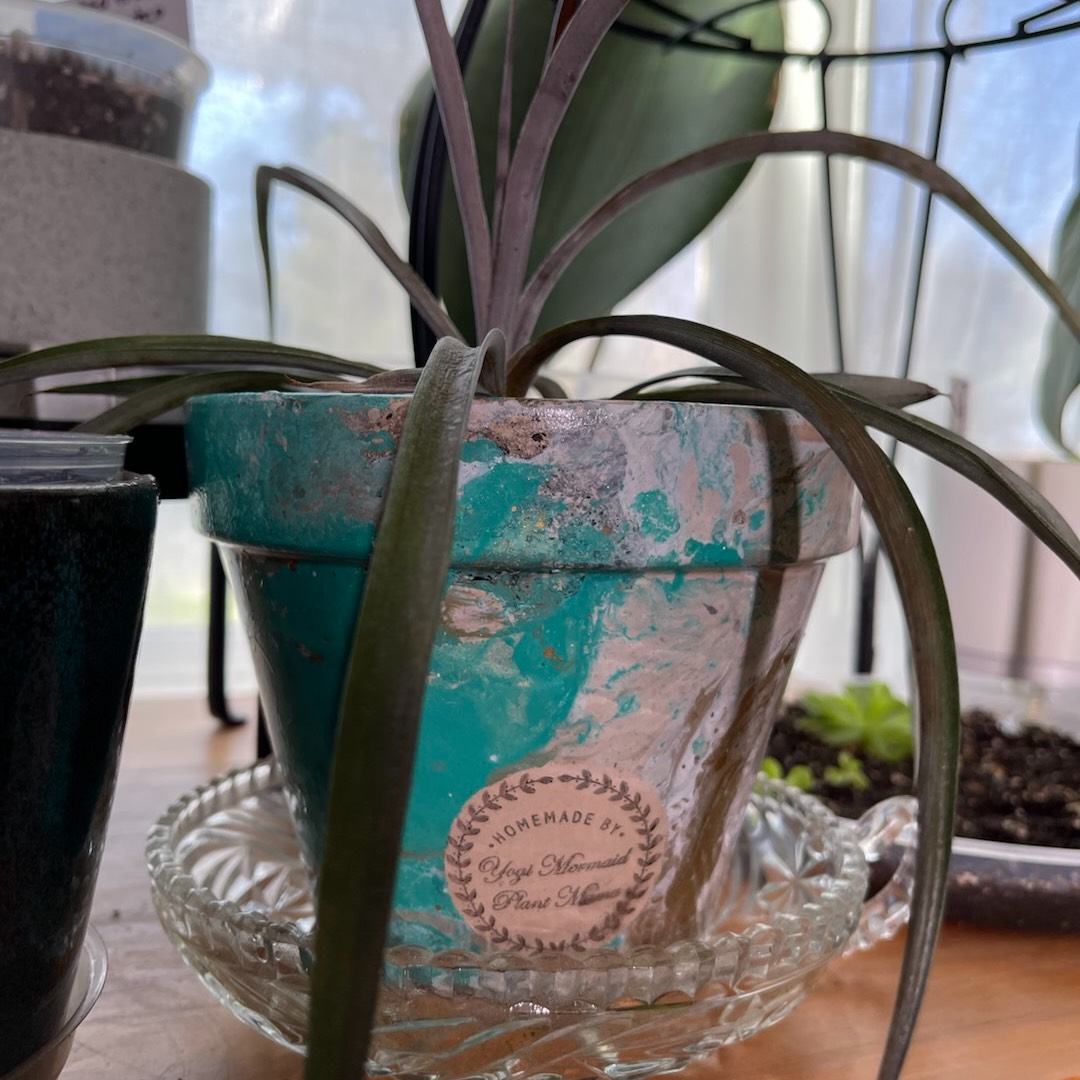 Hydro-dipped 5” Clay Pot - Gold/White/Teal