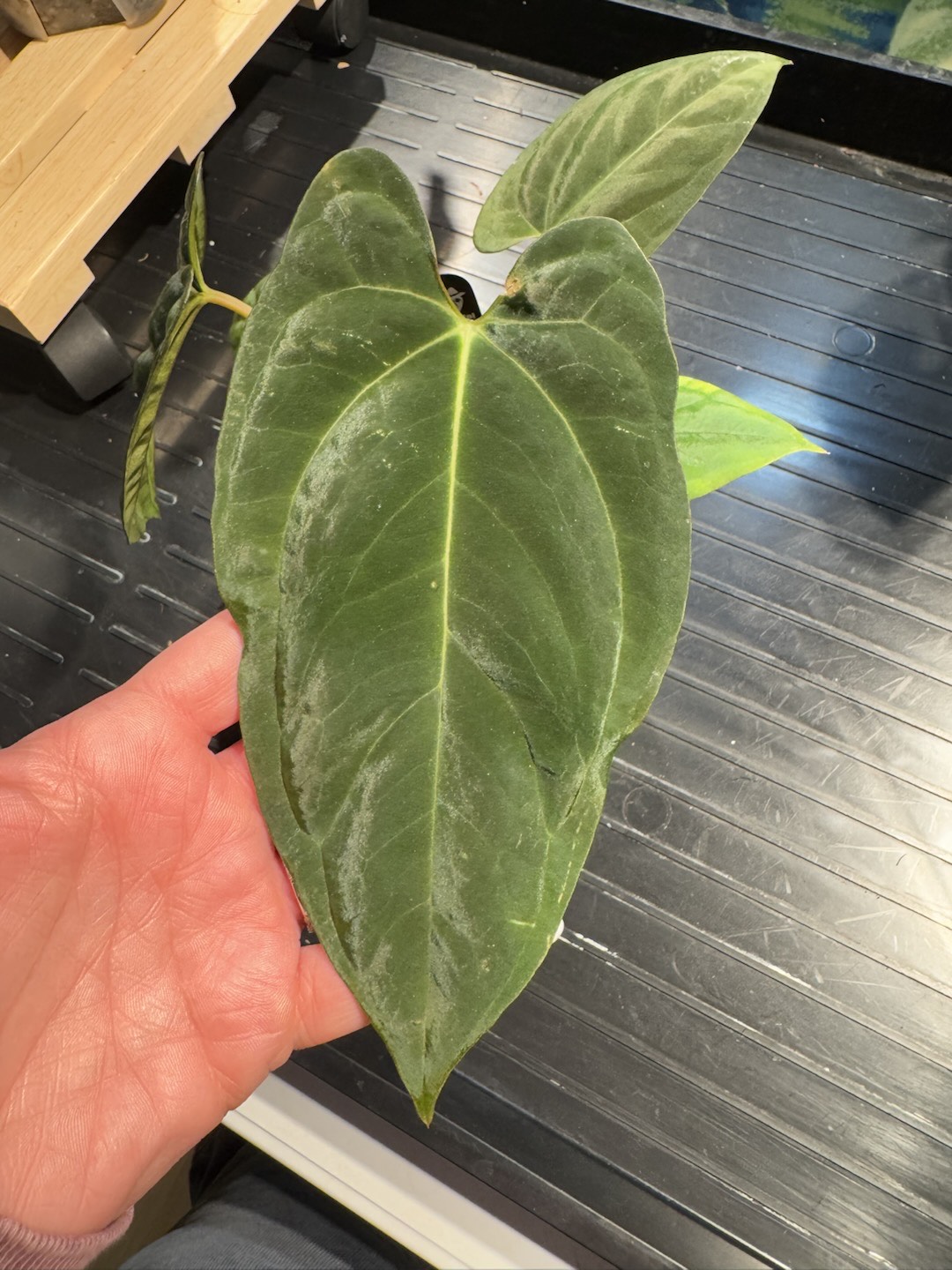 Anthurium Dark Phoenix X Goliath