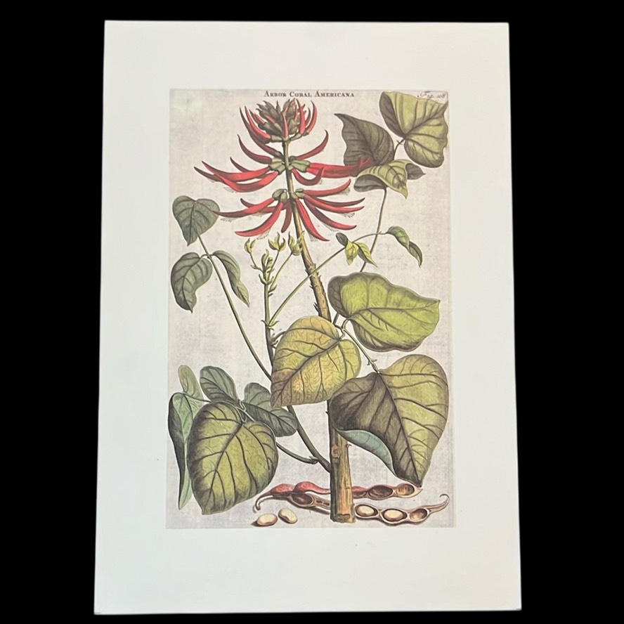 Made In Italy Botanical Print, “Arbor Coral Americana”, Italian Ephemera