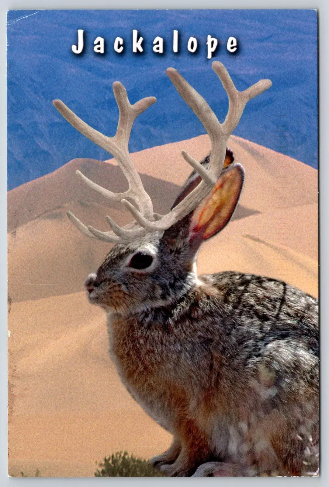 Postcard Wild Western Jackalope Antelabbit Mythical Creatures Sand Dunes - 8945