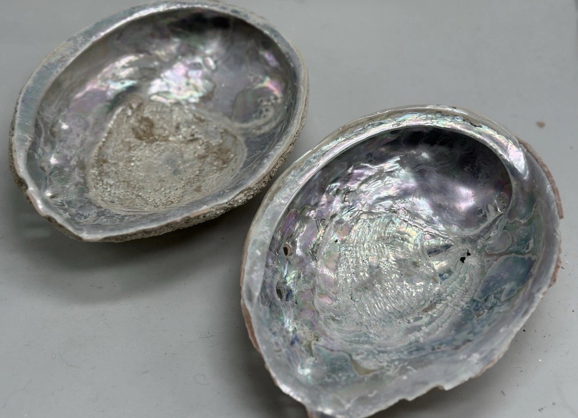 Abalone Shells 2 Sea Shell Décor Craft Natural Large