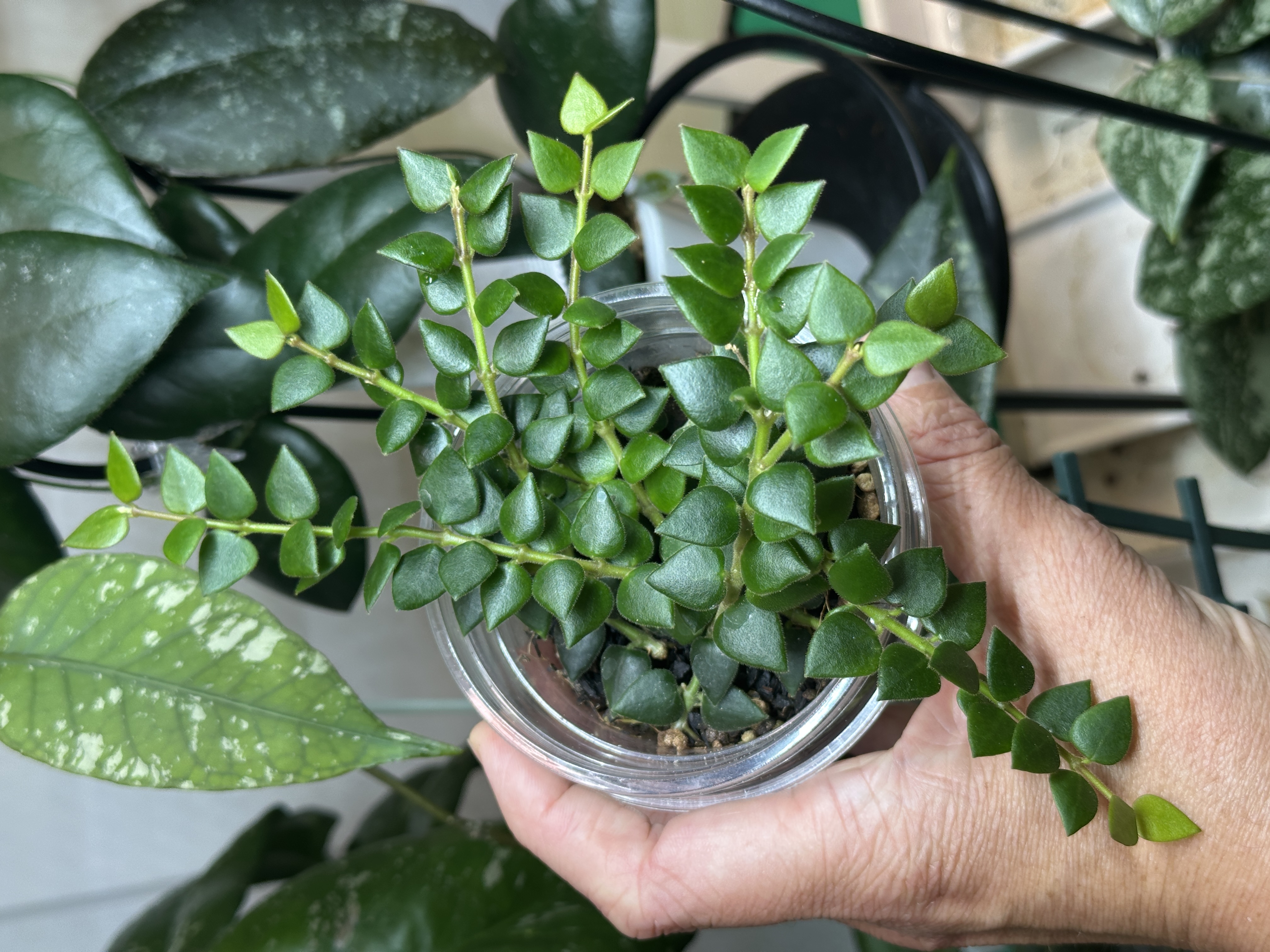 Hoya chinghungensis