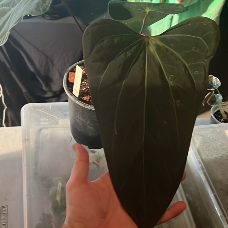 Dorito Port Clone 2750