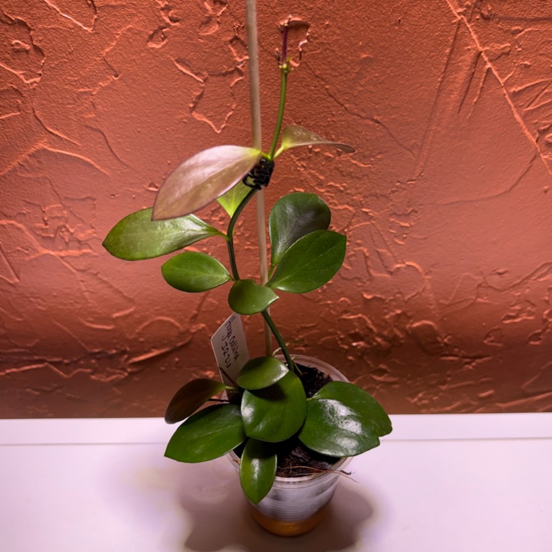 Hoya collina IR26