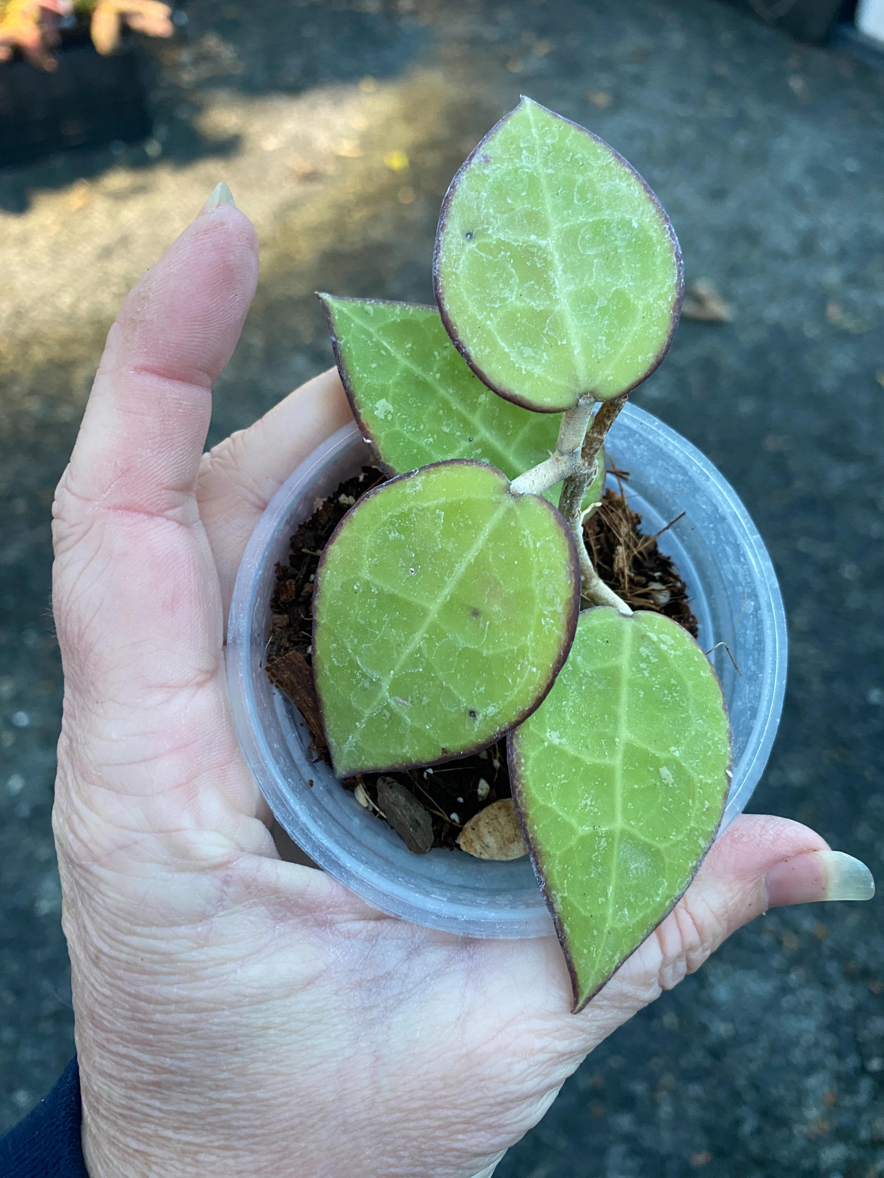 Hoya MA 07