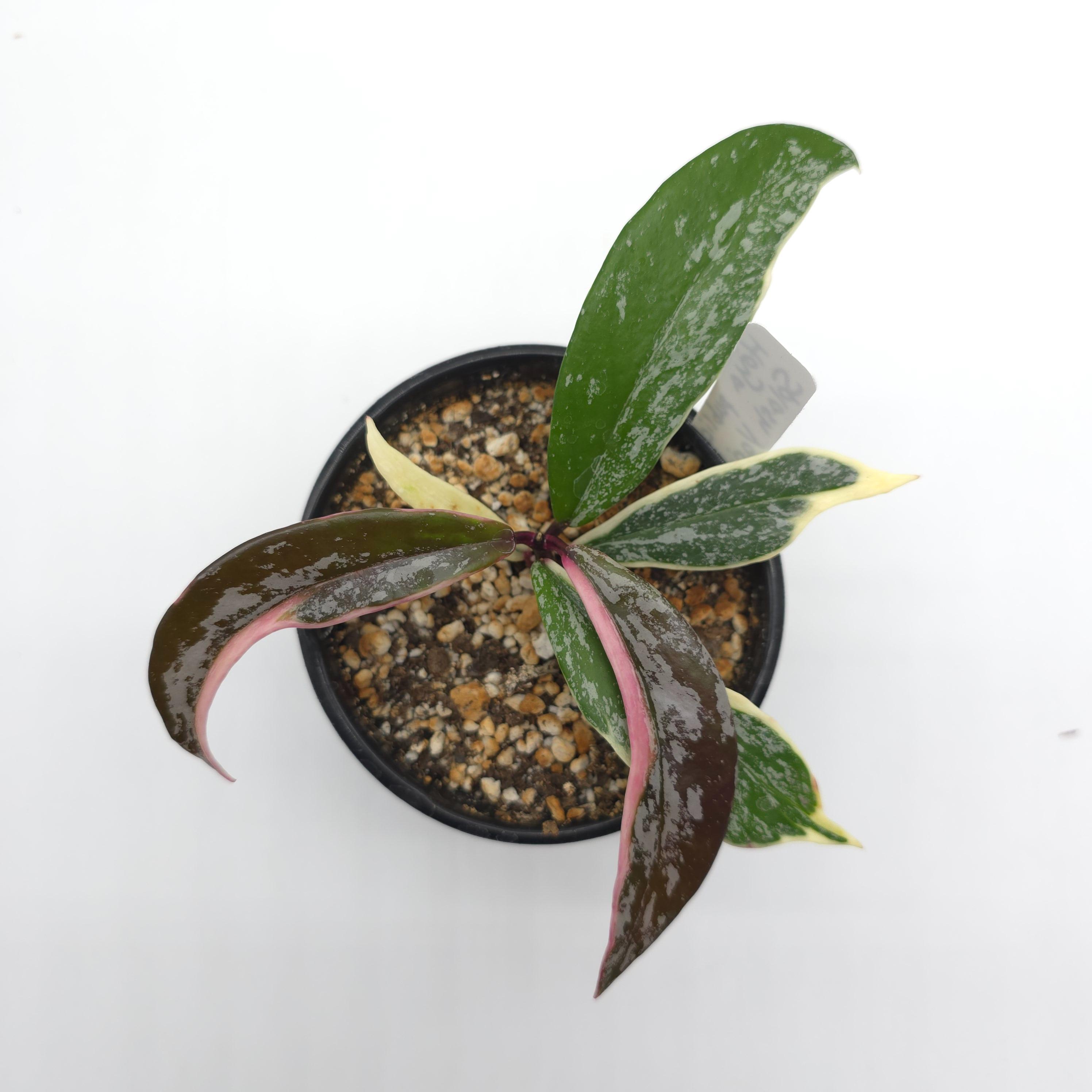 Hoya Pubicalyx Splash Variegated 4 Inch Pot 223