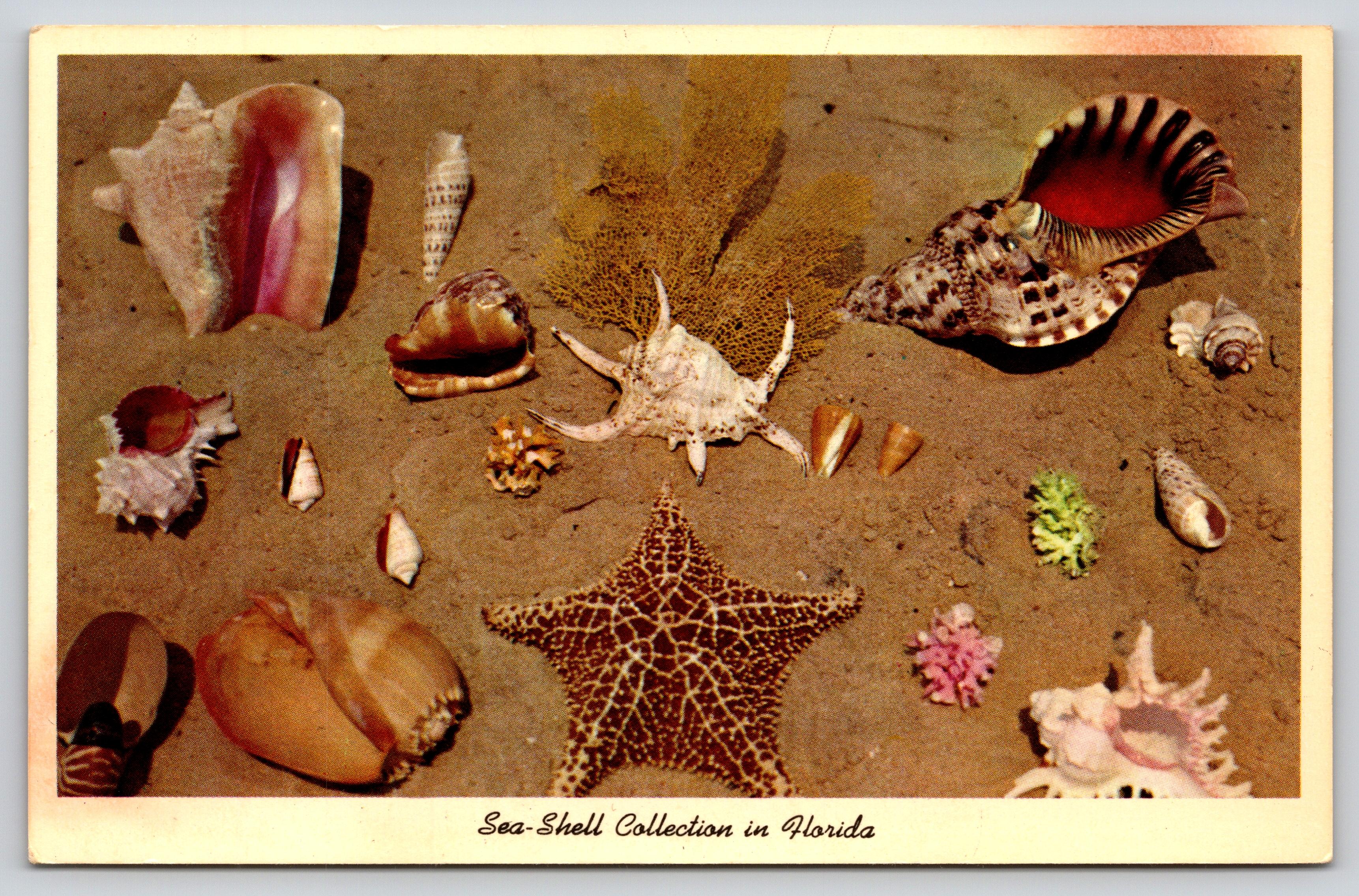 Postcard Sea-Shell Collection in Florida Starfish Conch Coral Mollusks ...