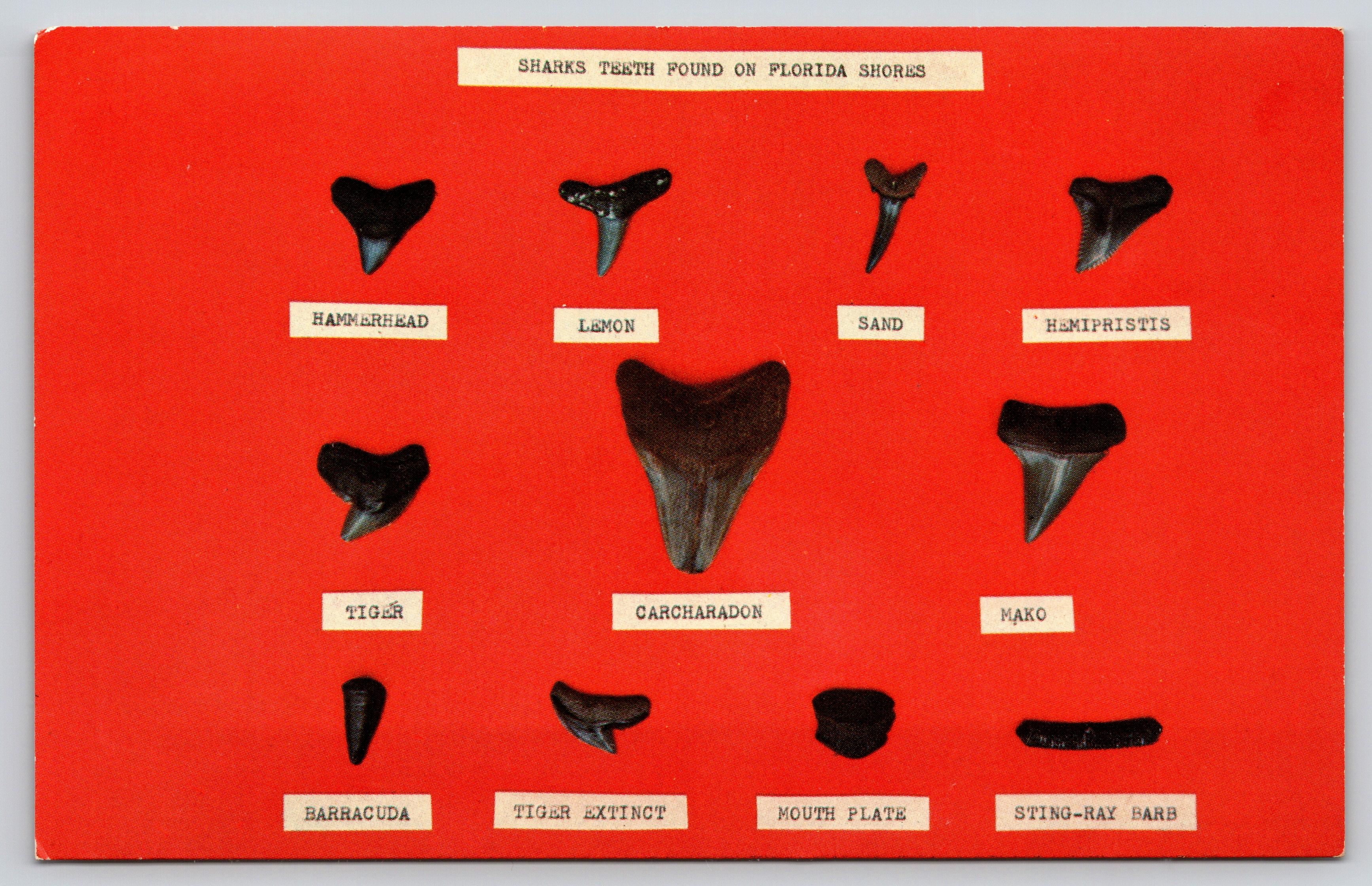 Postcard Prehistoric Shark Teeth Found on Florida Shores Paleontology ...