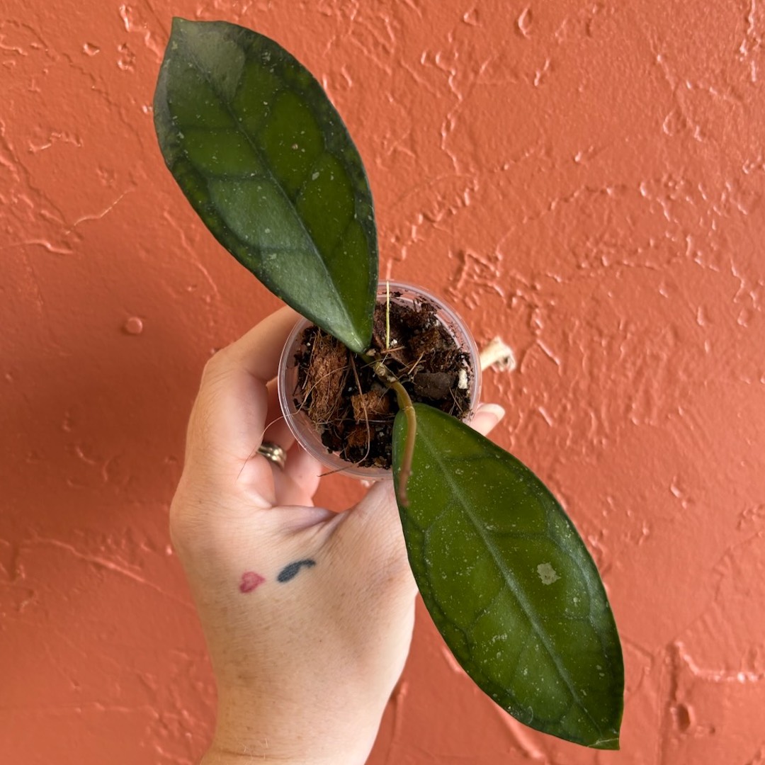 Hoya ‘Sinag’ GTX 64 (elliptica (Thailand) x Gunung Gading)