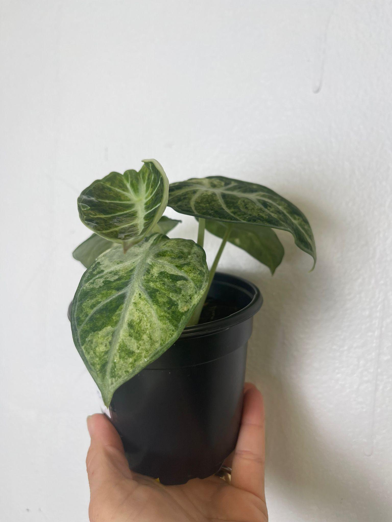 Alocasia ninja variegated 4”