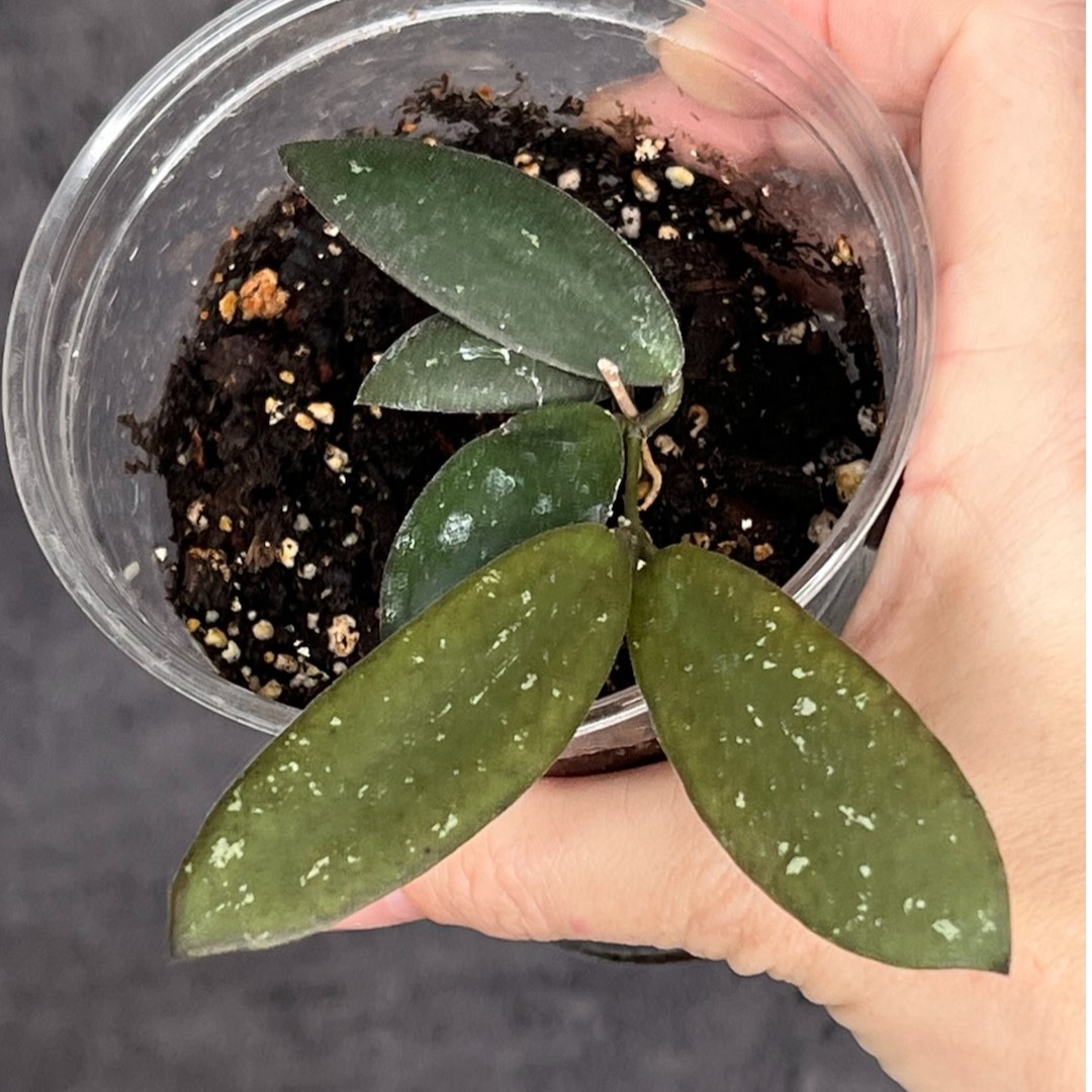 Hoya Sigilatis ’Dragonfly’