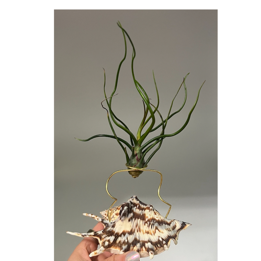 005 Tiger Shell Air Plant