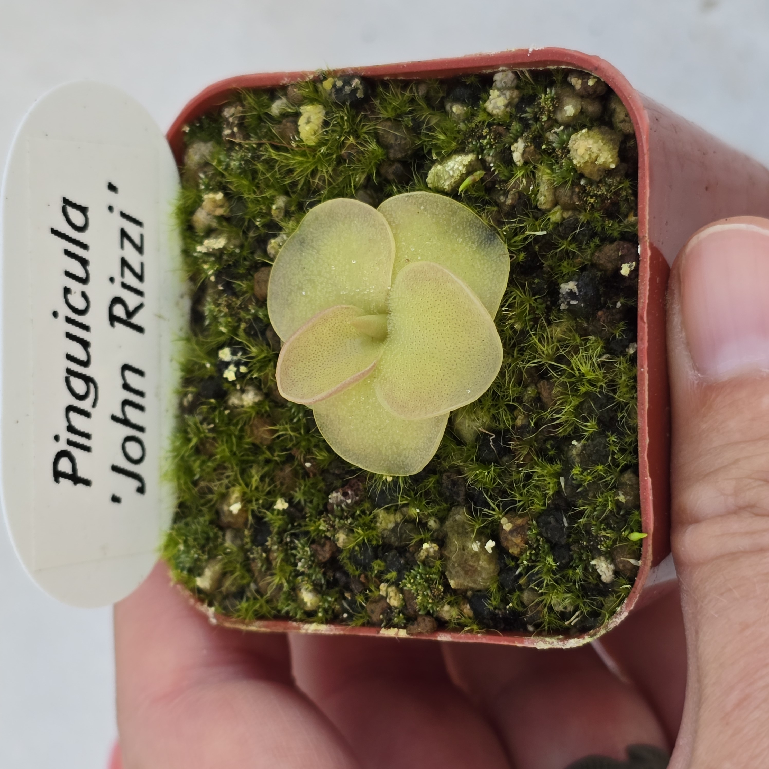 Pinguicula 'John Rizzi'