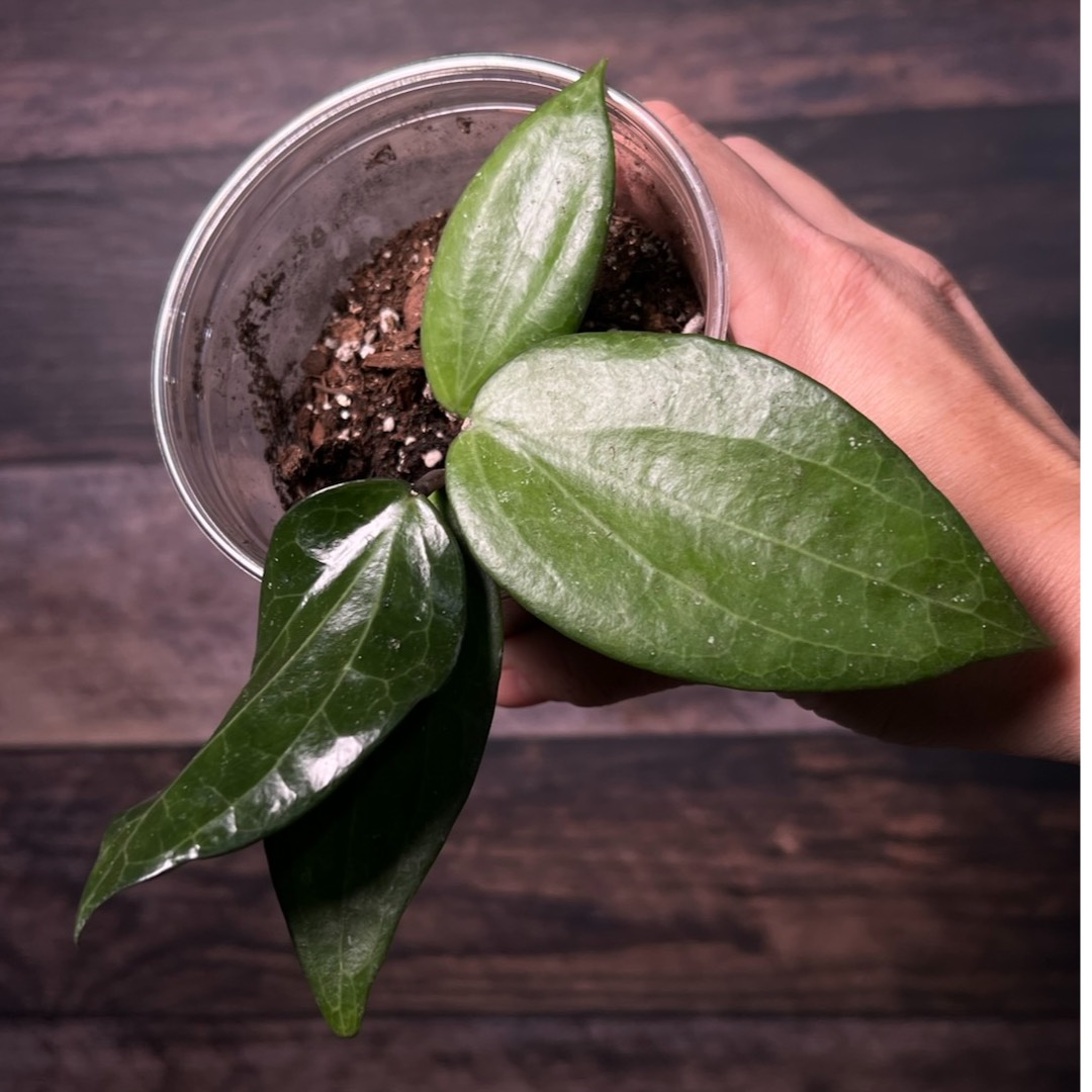 Hoya ‘Penny Candy’ MB 1173