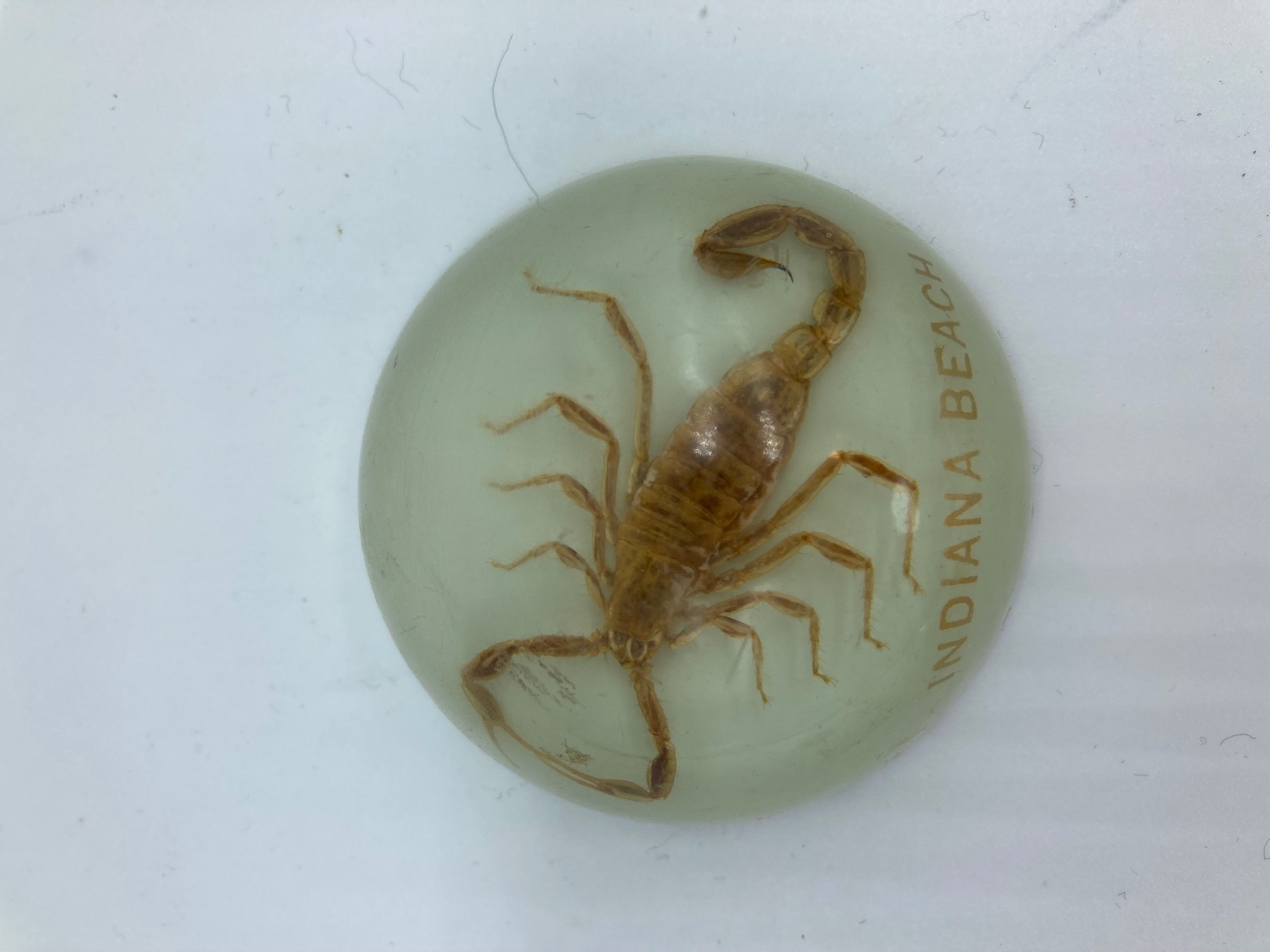 Scorpion Indiana Beach Paperweight