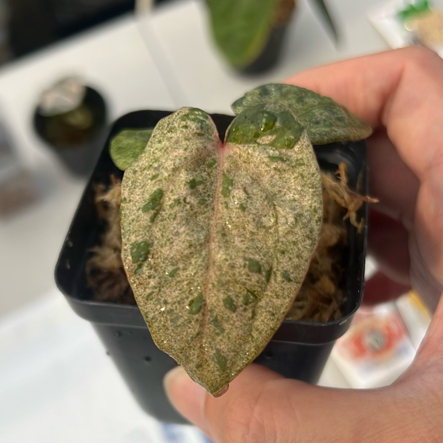 4407 RVDP X Red Crystal type Sustained Pink