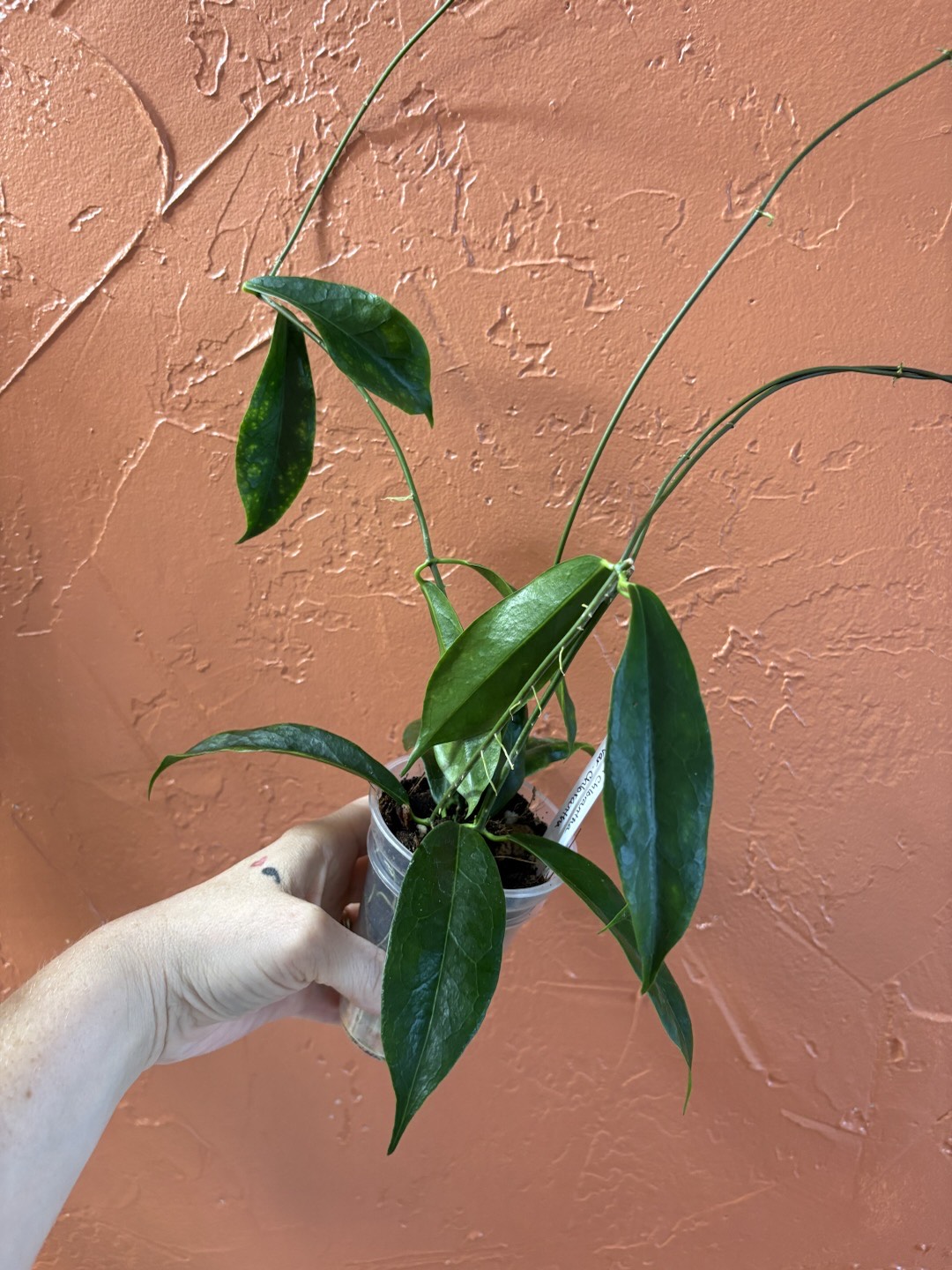 2036 Hoya chlorantha var chlorantha