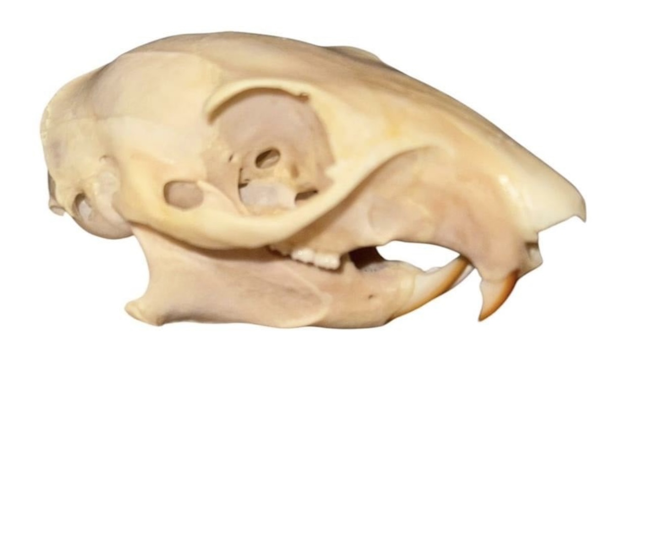 Eastern Fox Squirrel Skull taxidermy