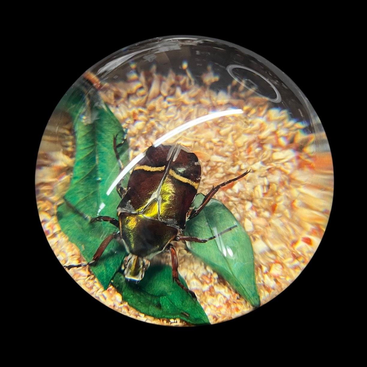 Beetle In Lucite Paperweight Handcrafted In Canada, Insect Paperweight ...