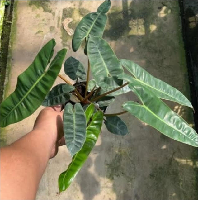 (50 Units) Philodendron Billietae Tissue Cultures