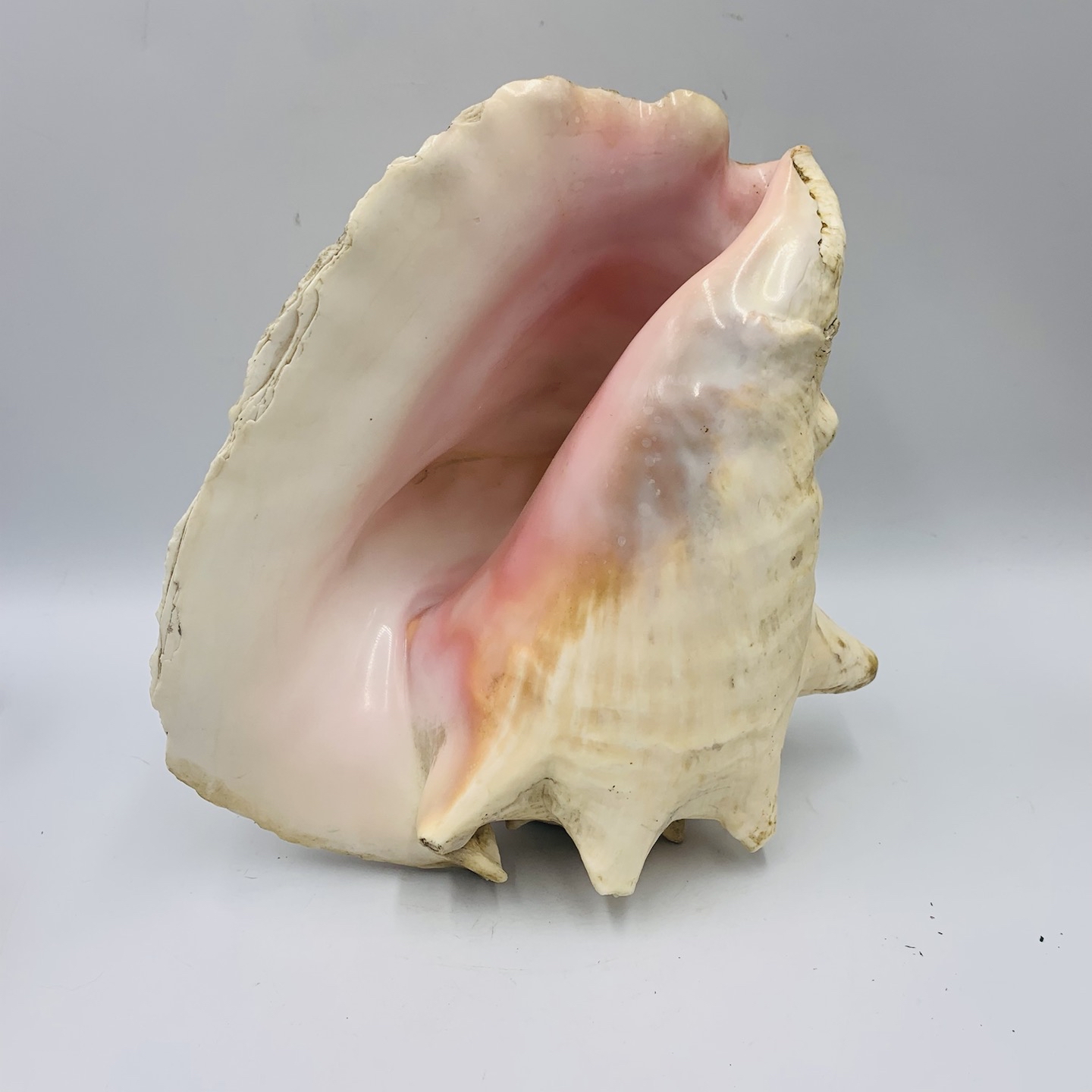 35. Large Conch Seashell Display Piece