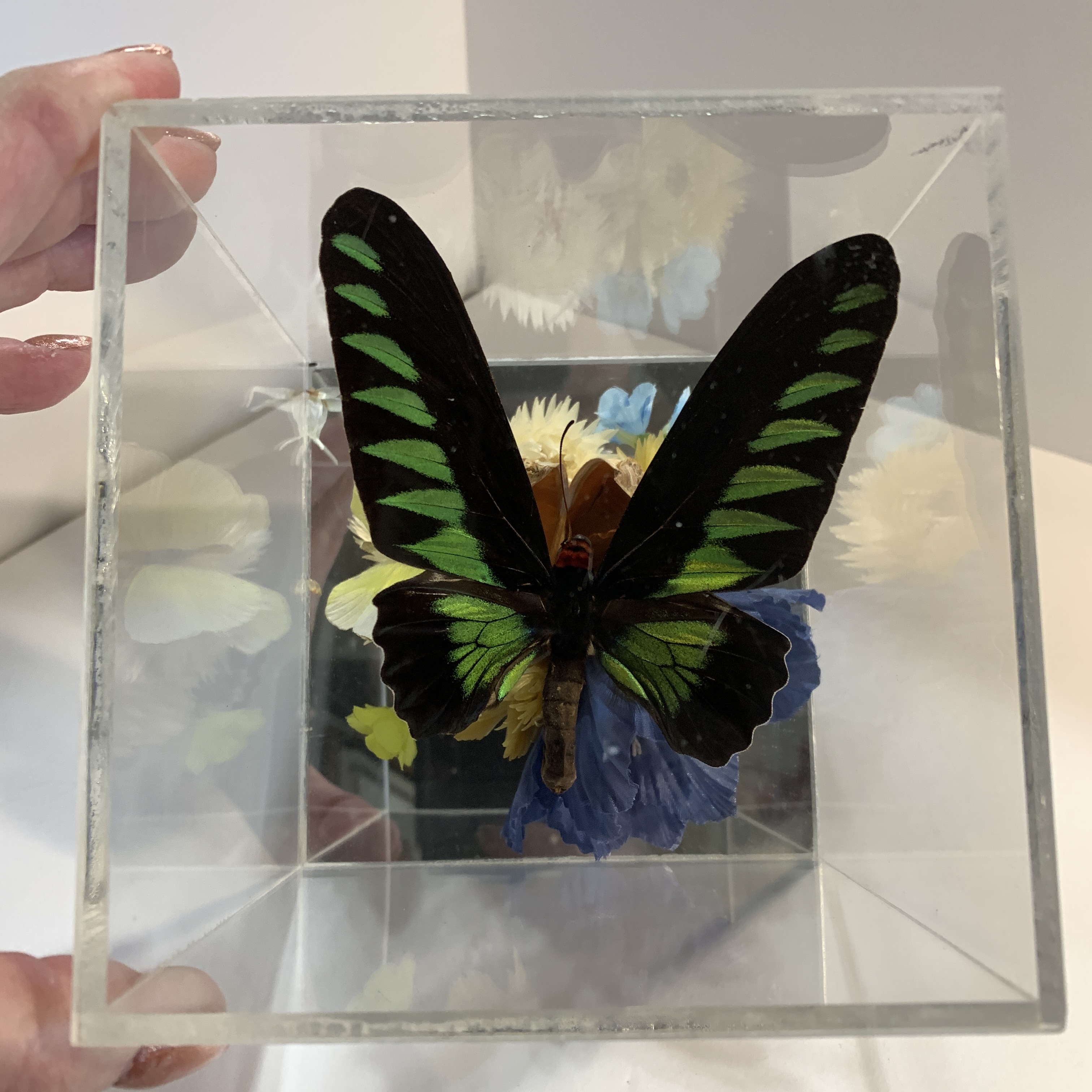 Real Butterfly Taxidermy Cube