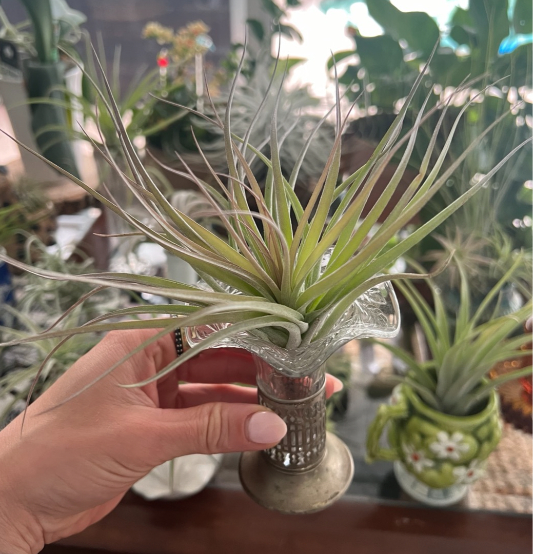 010 Feeling Fancy Air Plant