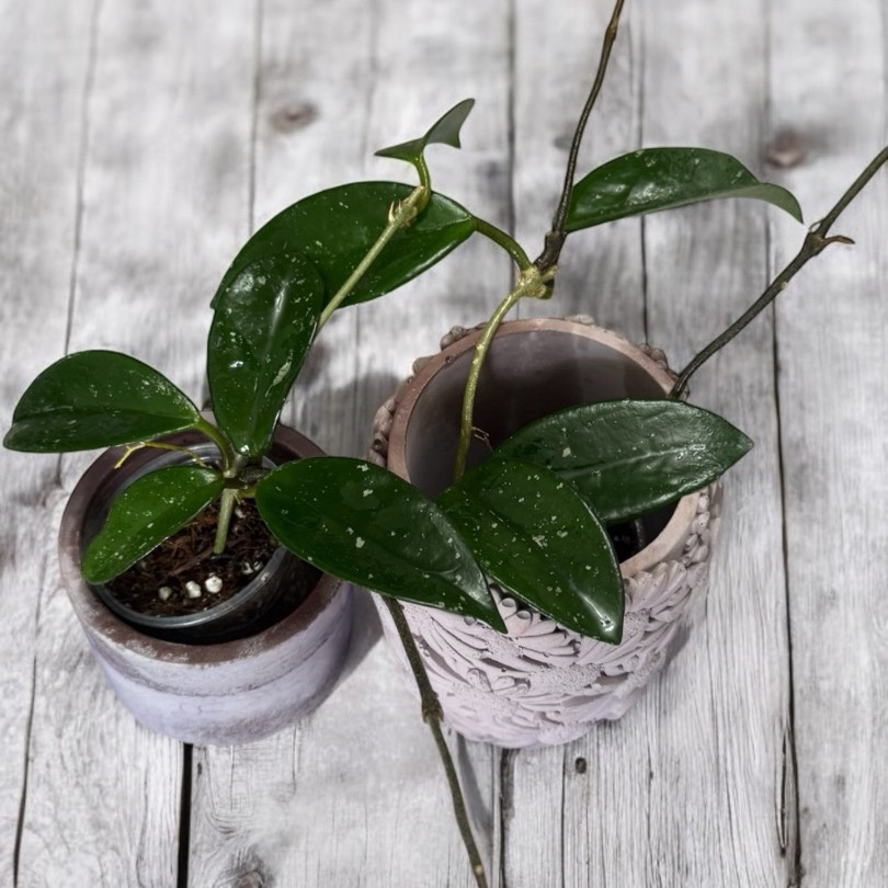 Hoya Carnosa (very dark leaves)