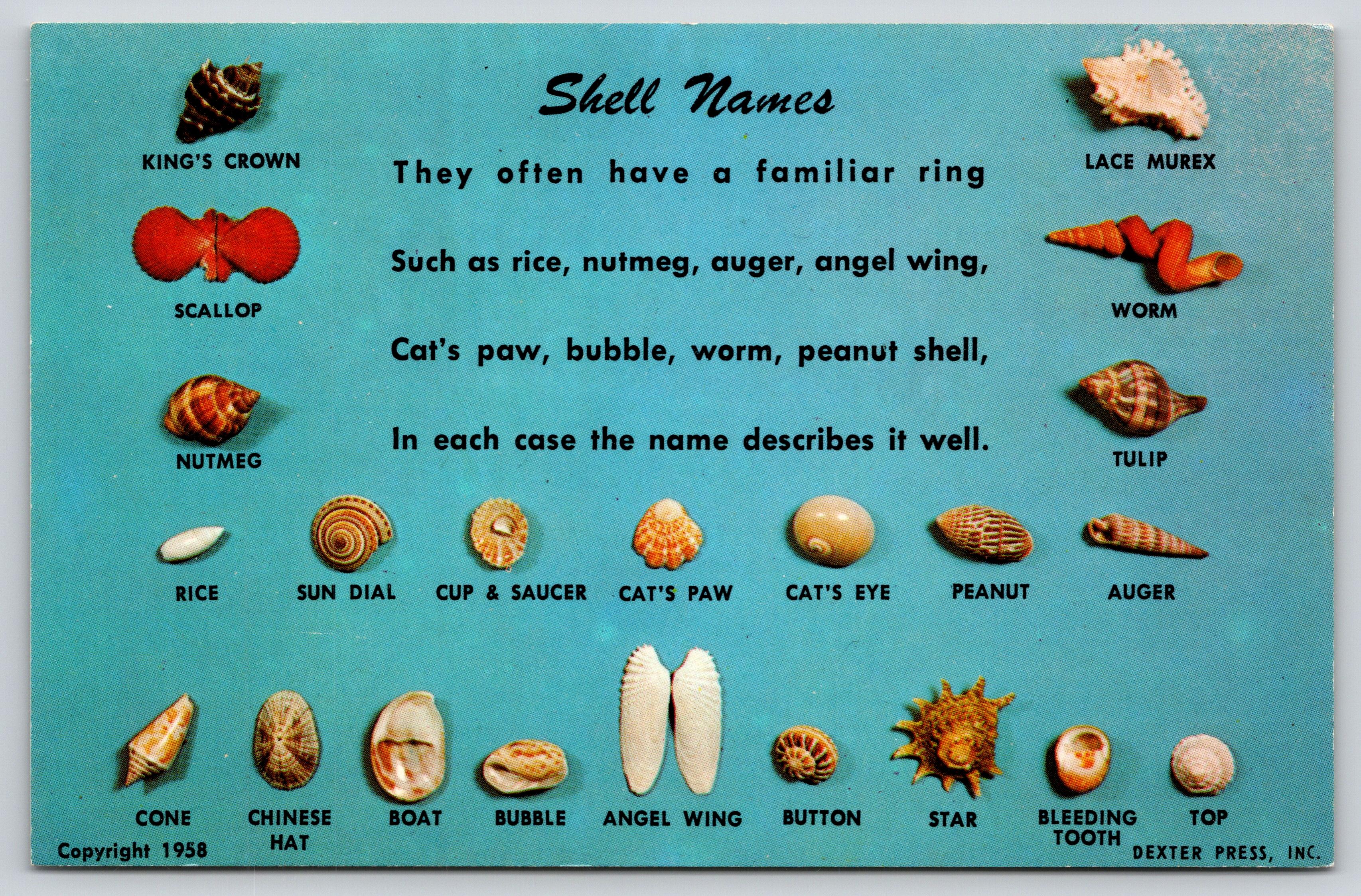 Postcard Shell Names in Latin and Greek Seashells Mollusks Gastropods ...