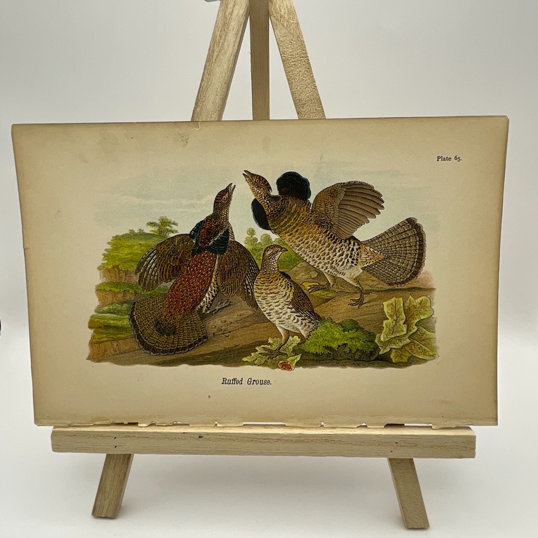 “Ruffled Grouse”, c. 1890 Color Plate Engraving, Plate 65, From An ...