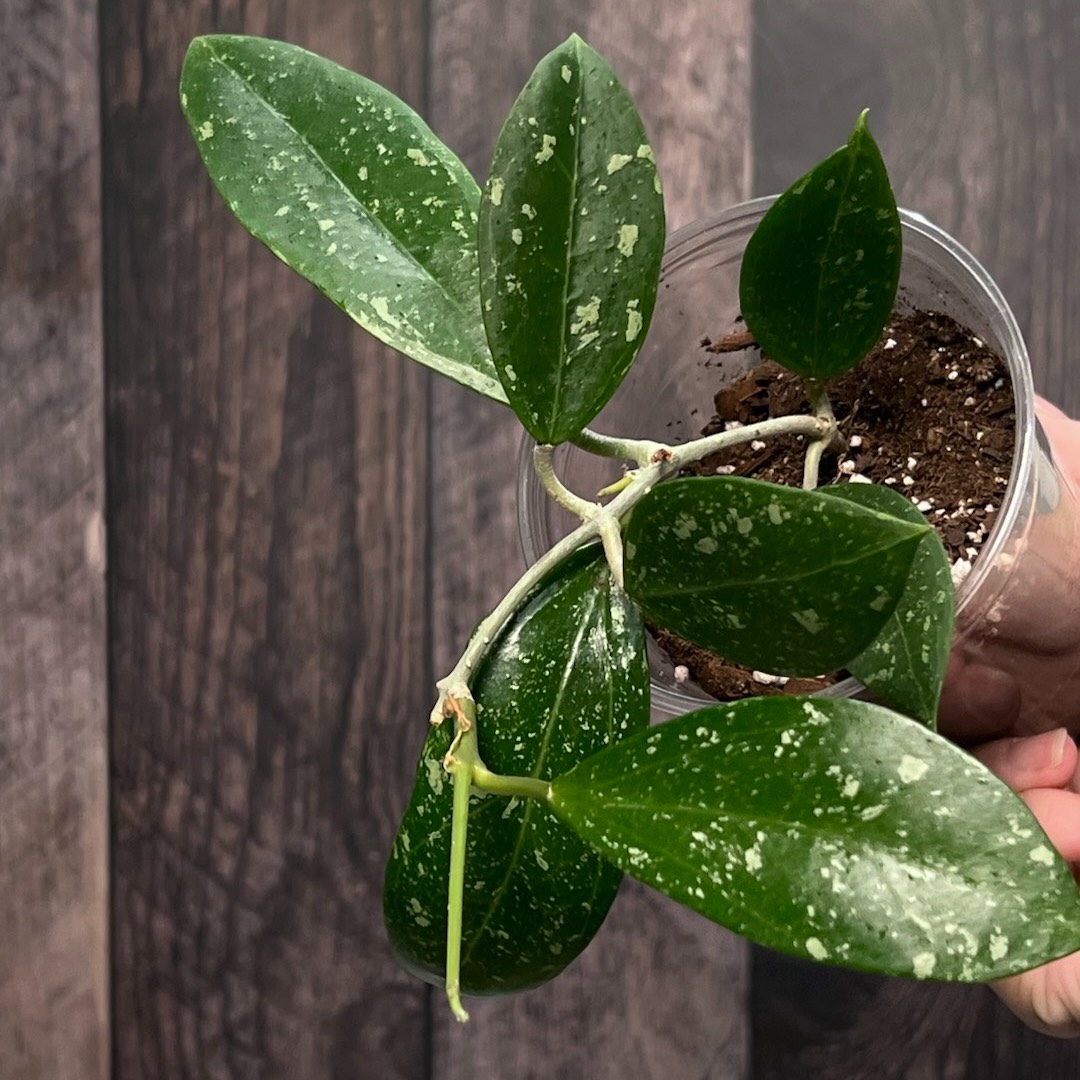 Hoya verticillata splash (Laos)