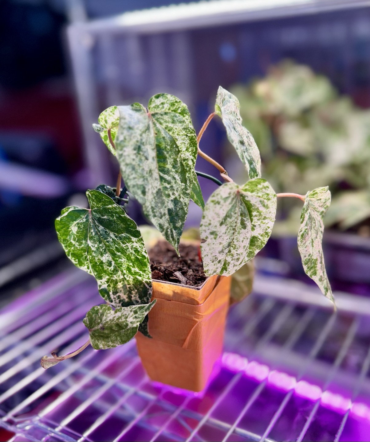 Piper sylvaticum variegated